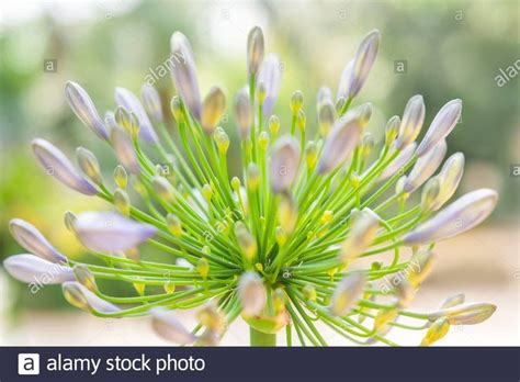 Allium Millenium Buds In Violet