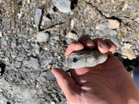 Some Cool Fossils R Fossils