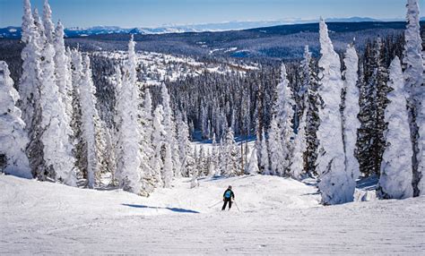 파란 배낭을 멘 남자가 눈이 내린 후 두꺼운 눈으로 덮인 소나무 가장자리의 스키 슬로프를 스키를 타고 내려가는 모습 스키타기에 대한 스톡 사진 및 기타 이미지 Istock