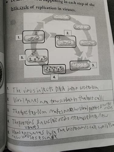 Honors Biology Viruses Flashcards Quizlet