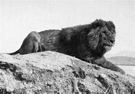 Challenges In Reviving The Atlas Lions In The Wild Maghreb Magazine