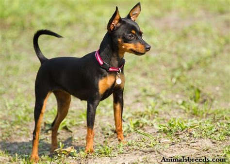 Miniature Pinscher Puppies Rescue Pictures Information Temperament Characteristics