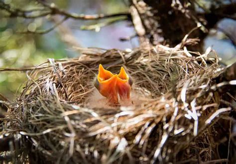 Bird Nesting Habits And Behavior
