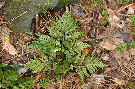 고사리식물 숲고사리삼