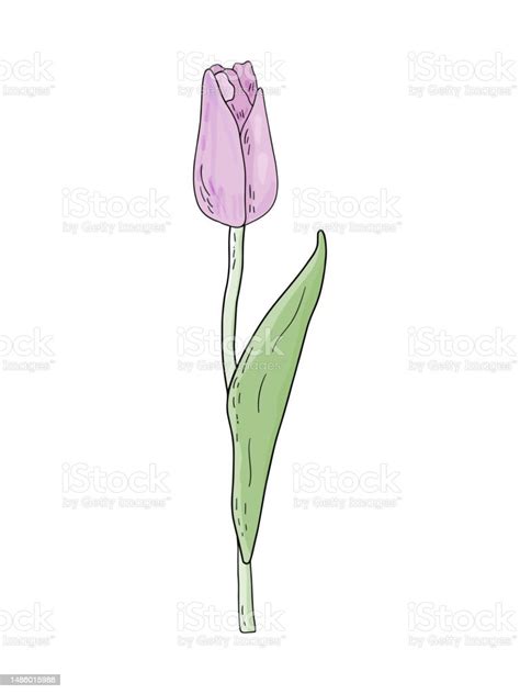 손으로 그린 벡터 봄 핑크 튤립은 결혼식 디자인 꽃무늬 인사말 카드 포스터를 위해 흰색 배경에 분리된 단풍이 있습니다 결혼식에 대한 스톡 벡터 아트 및 기타 이미지 Istock