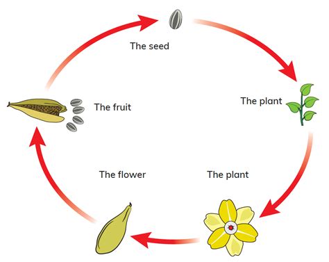 Life Cycle Of Flowering Plants Diagram Quizlet