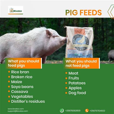 Mastering The Art Of Pig Feeding From Starting To Finishing Stages