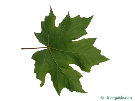 Bigleaf Maple Acer Macrophyllum