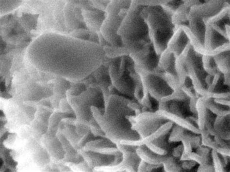 How To Use The Microstructure Segementation Instance Segmentation Api