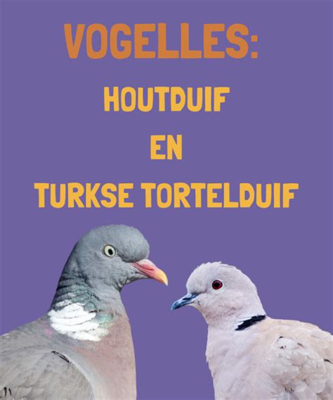 Merel En Ekster Natuurpunt