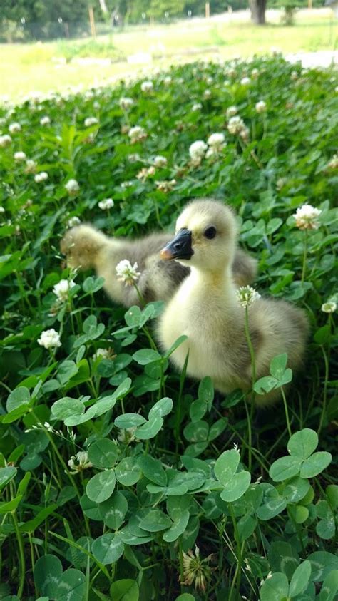 Spirits Within The Trees On Tumblr