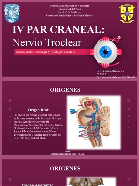 Nervio Troclear Descargar Gratis Pdf Anatomía Anatomía Humana