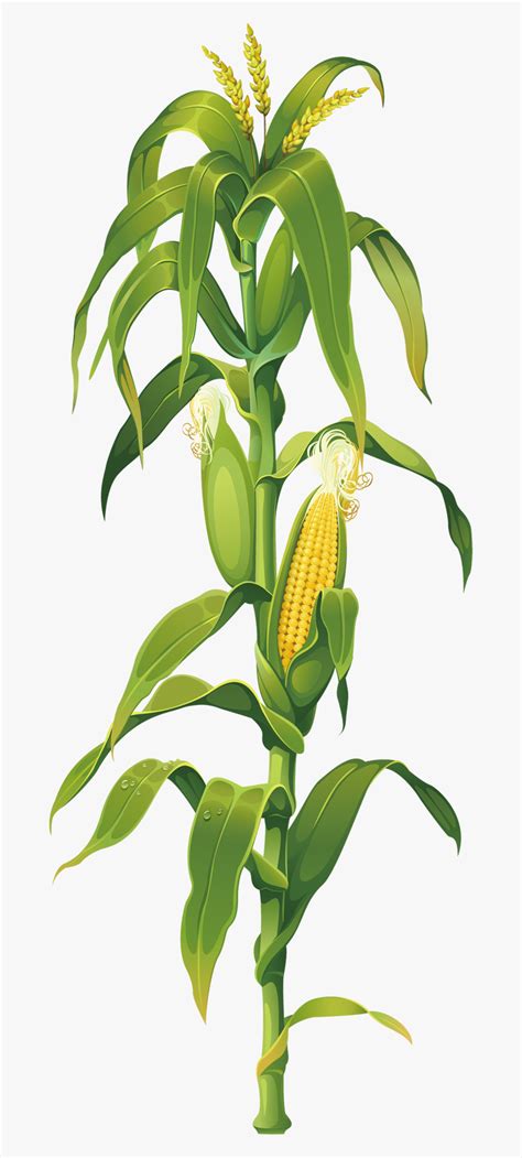 Free Clipart Of Corn Stalks 10 Free Cliparts Download Images On