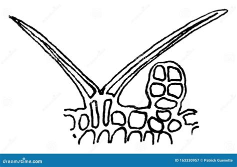 Plant Epidermis Vintage Illustration Cartoon Vector