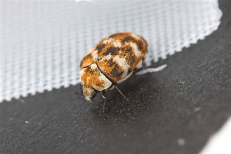 What Is A Swallow Bug Swallow Bugs Vs Bed Bugs