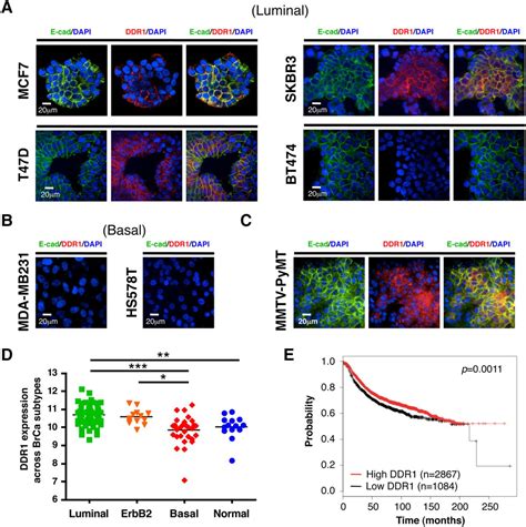 Discoidin Domain Receptor 1 Ddr1 Ablation Promotes Tissue Fibrosis