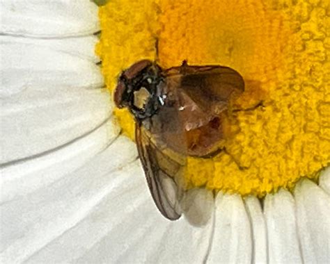 Phasia Aurulans Bugguide Net