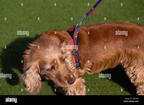 English Cocker Spaniel Dog With Blue And Red Colar And Long Fur Stock