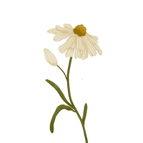 데이지 꽃 태양 꽃 미적 데이지 꽃들 Png 일러스트 및 Psd 이미지 무료 다운로드 Pngtree