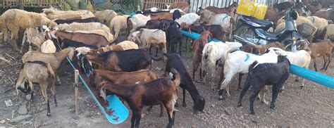 ပေါင်းတည်မြို့နယ်တွင် စွန့်ဦးမွေးမြူရေးလုပ်ငန်းအဖြစ် သိုးမွေးမြူရေး စတင