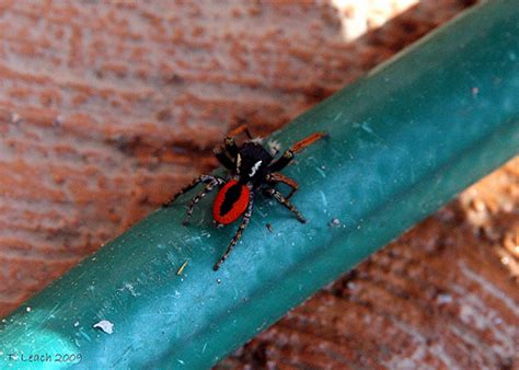 Что за паук с красным брюшком и черной полоской по середине Nadezhda 12122 Ответы Mail