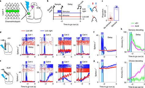 Sensorimotor Transformations Evoked By Direct Cortical Download Scientific Diagram