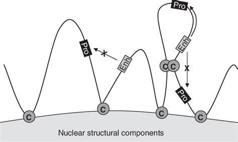 Models For Ctcf Insulator Activity Two Models For The Chromatin