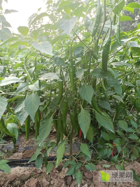 韩国青阳辣椒 辣椒价格行情 蔬菜商情网