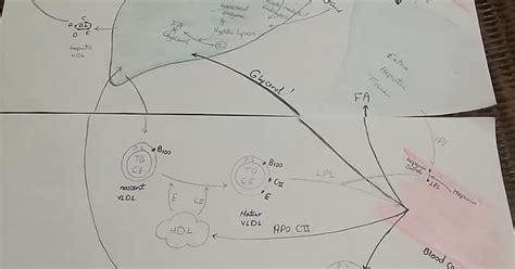 Chylomicron Vldl Ldl Hdl Metabolism Album On Imgur