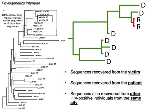 Ppt Molecular Phylogenetics Powerpoint Presentation Free Download Id 1391277
