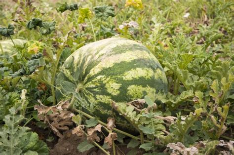 An Injection On The Melon Nutrition Specialist Spoke About The Dangers