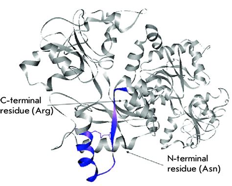 Crystal Structure Of Bovine Lactoferrin The Region Of The Amino Acid