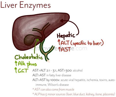 Liver Enzymes Can Be Elevated For A Number Of Reasons But The First