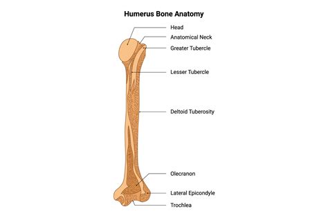 Humerus Bone Anatomy Science Design Graphic By Hamjaiu · Creative Fabrica