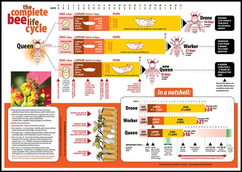 Information