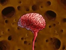 Fried Brain S Tenor