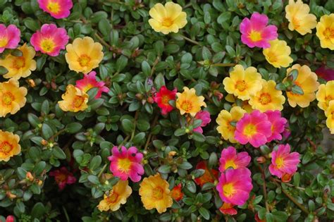 Portulaca Moss Rose Purslane North Carolina Extension Gardener
