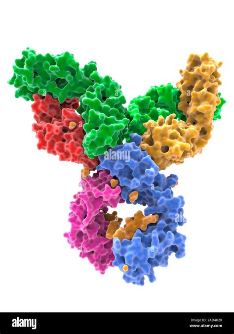 Structure Of Human Igm Rheumatoid Factor Fab In Complex With Its Autoantigen Igg Fc Molecular