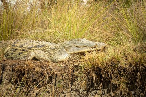 Great Wildlife Of Tanzania Two Day Safari Tour From Zanzibar