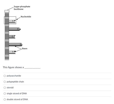 Solved This Figure Shows A Polysaccharide Polypeptide Chain
