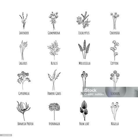 라벤더 곰프렌 유칼립투스 크라스페디아 라구루스 러스커스 코튼 석고필라 팜파스 프로테아 에치노프 뱅크시아 호르텐시아 팔마 니겔라 편집 가능한 선입니다 안개꽃에 대한 스톡 벡터