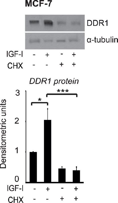 Figure 2 From Igf I Induces Upregulation Of Ddr1 Collagen Receptor In