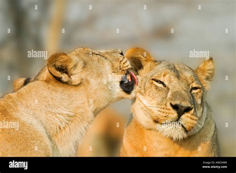 Lionesses Panthera Leo Are Licking One Another Savuti Chobe National Park Botswana Africa
