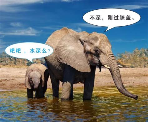 大象过河卡通 过河卡通 大象卡通 大山谷图库