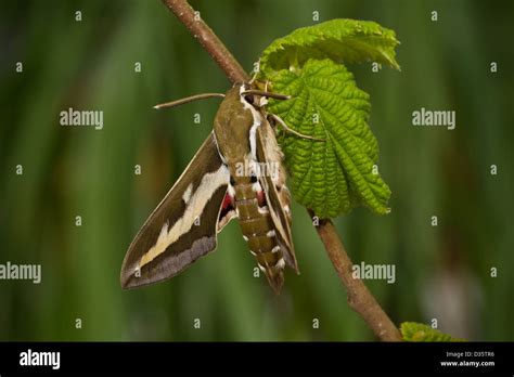 Bedstraw Hawk Moth Gallium Sphinx Hyles Gallii Labkrautschwaermer Stock