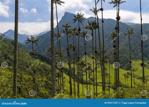 The Scenic Cocora Valley With Quindio Wax Palm Trees On The Foreground