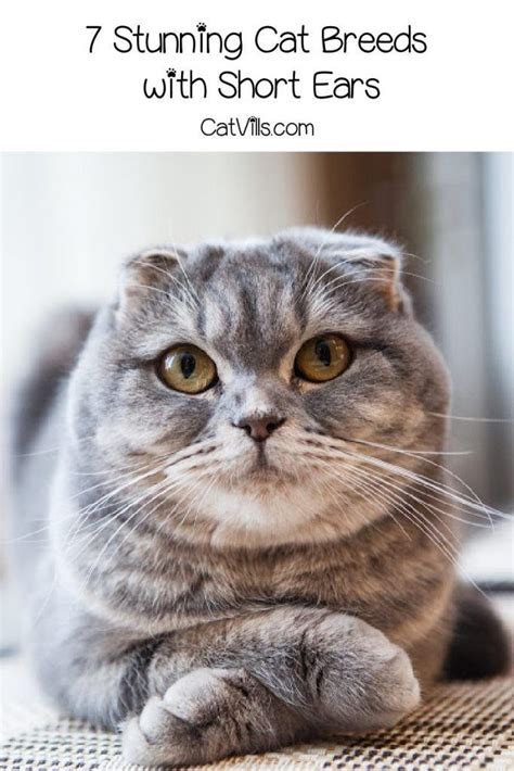 Long Eared Cat Breeds At Ellis Brashears Blog