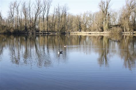 Water Trees Reflection Free Photo On Pixabay Pixabay Water Trees Reflection Free Photo On Pixabay Pixabay