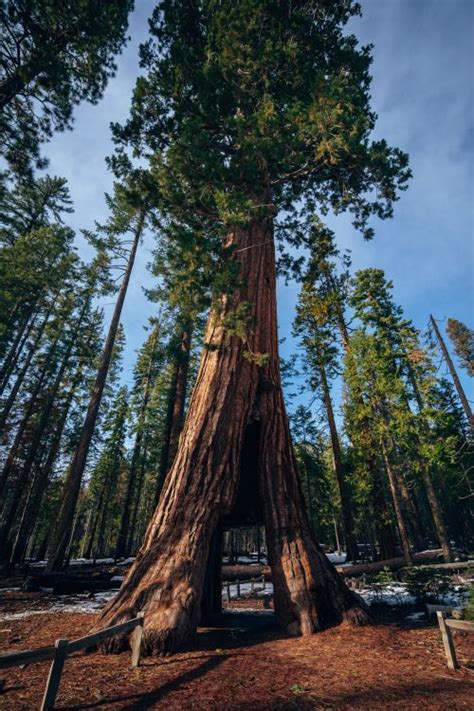 TREE TUNNELS YOU CAN WALK OR DRIVE THROUGH IN CALIFORNIA Smilkos Lens