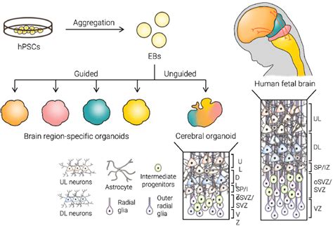 Generation Of Brain Organoids The Process Of Brain Organoid Generation Download Scientific
